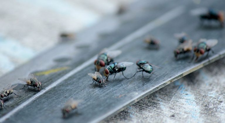 Fly Control | Patriotic Pest Solutions LLC